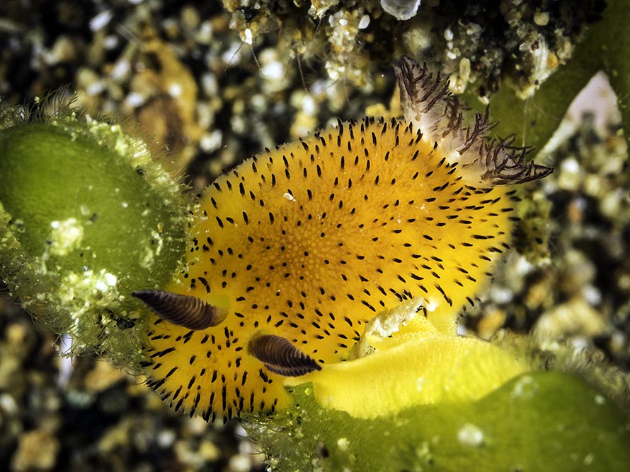 Jorunna parva